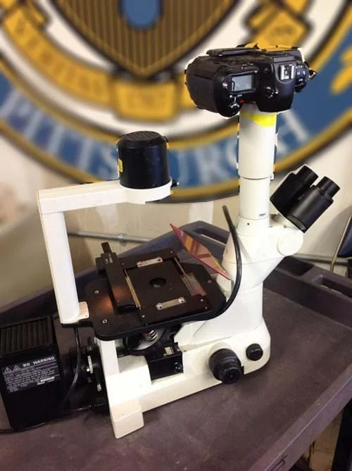 NIKON Eclipse TS 100 Microscope used for sale price #179566 > buy from CAE