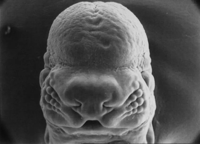 PHILIPS / FEI Sirion 200 SEM used for sale price #293814372, 2003 > buy ...